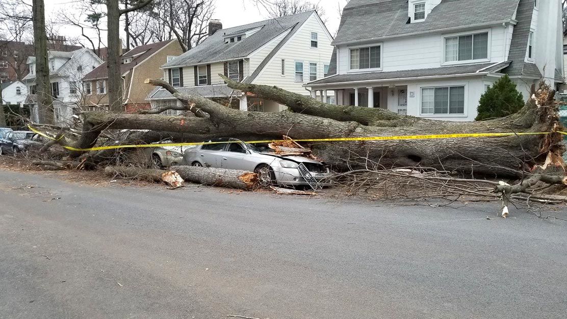 Nor’easter fells trees, leaves damage in KG | | qchron.com