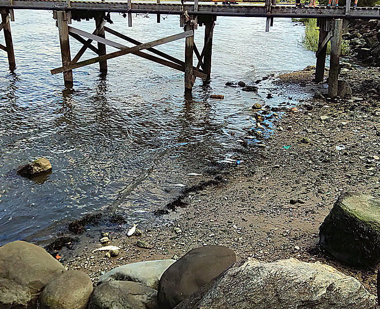 Sudden fish die-off in Little Neck Bay | | qchron.com