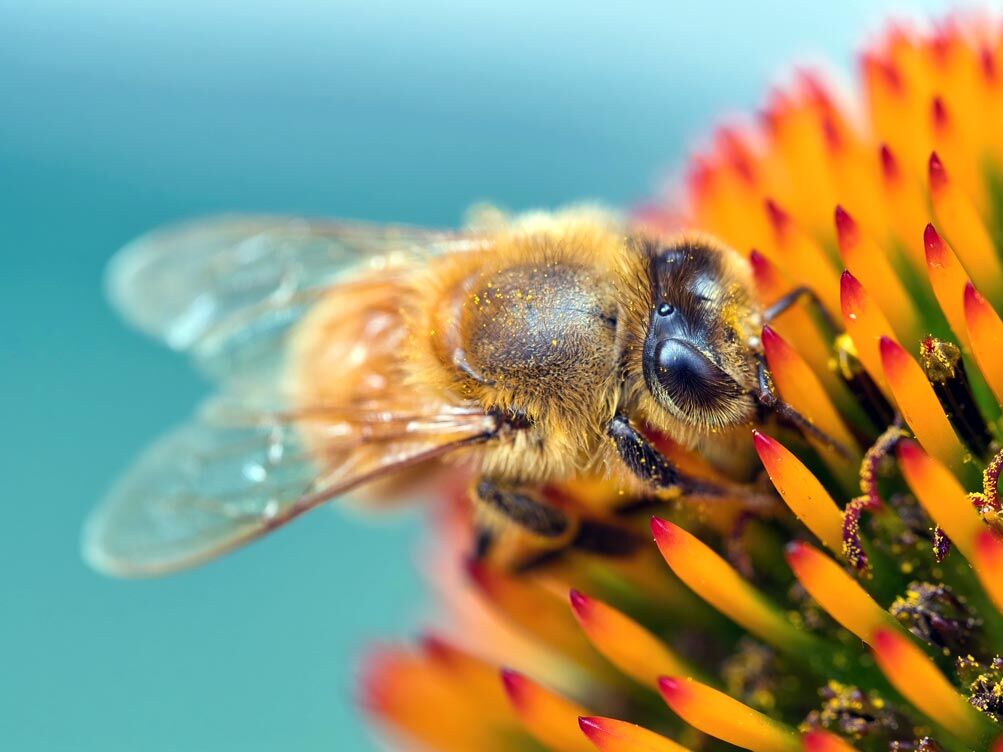 Multiple culprits in bee death patterns | | qchron.com