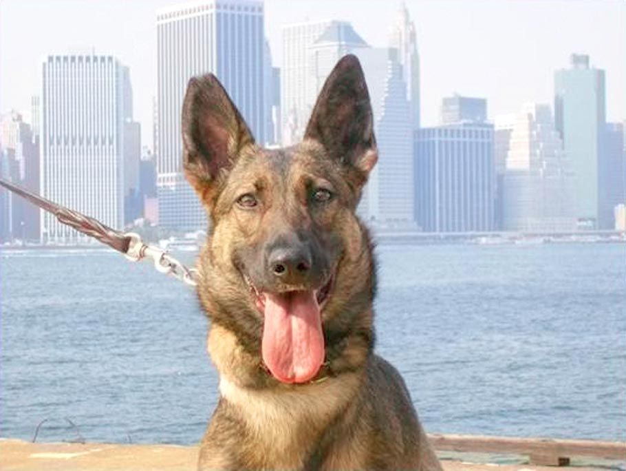 Dogged investigator | | qchron.com