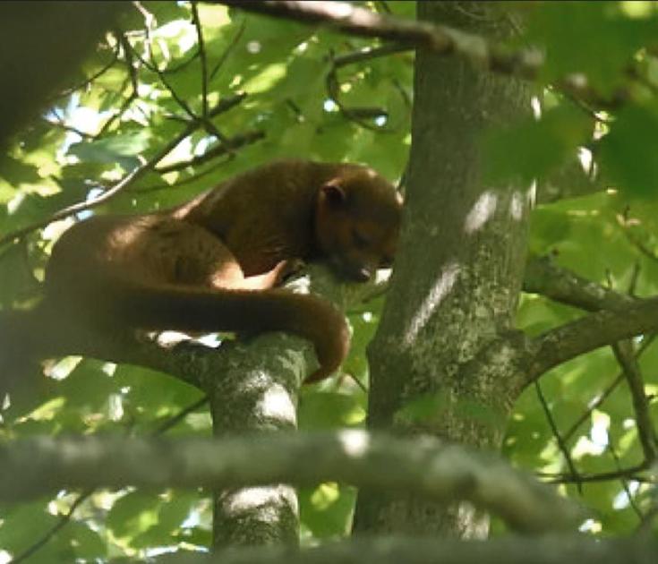 Tropical critter spotted on Jamaica Bay | | qchron.com