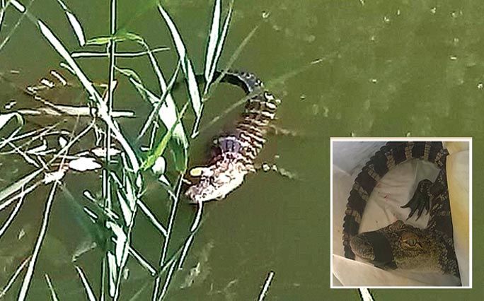 Reptile’s capture is really gator-aid | | qchron.com