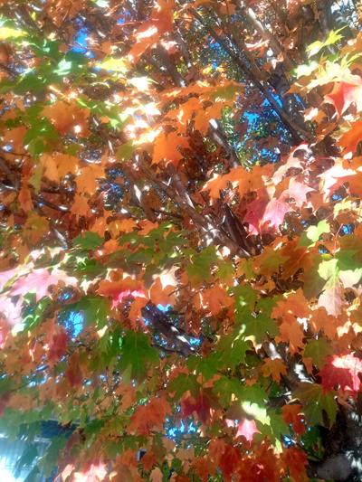 Honor and aid trees Oct. 26 | | qchron.com