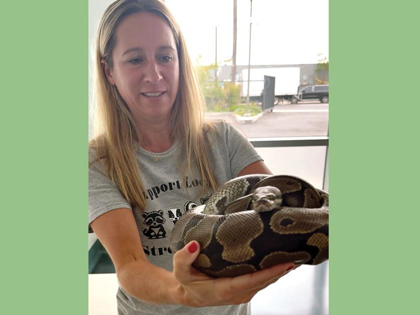 Python rescued from park; two still loose | | qchron.com