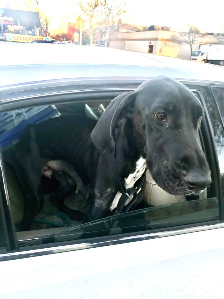 Traffic stop leads to rescue of 8 dogs | | qchron.com