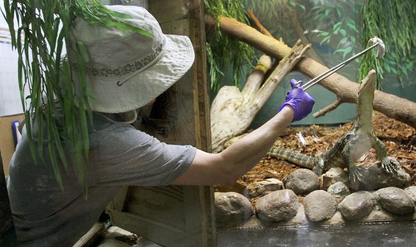Zookeeper chats with visitors about snakes, lizards