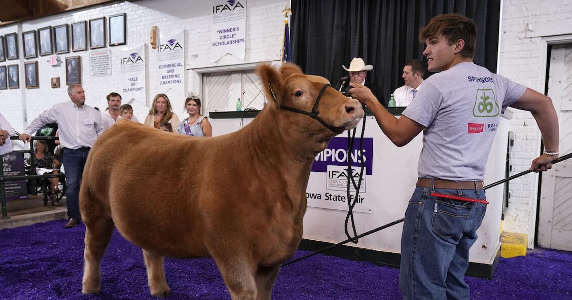 Area results for Iowa State Fair livestock shows