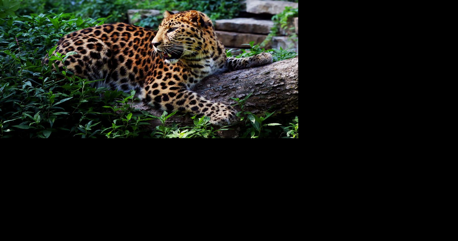 Niabi Zoo brings in rare, female Amur leopard, African crescent ...