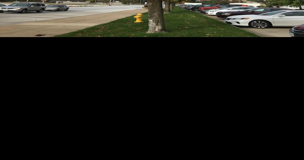 Chestnut, elm, ash — trees we have lost