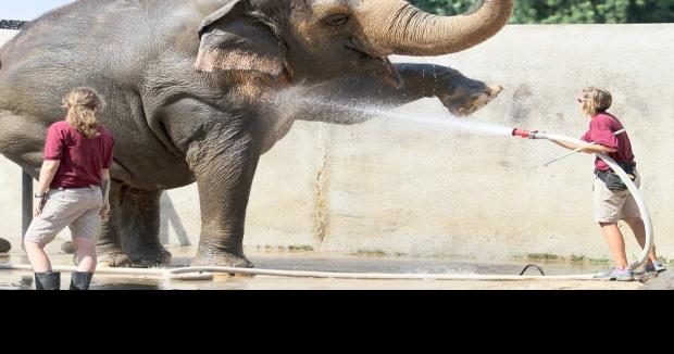 Niabi Zoo Elephant Handlers