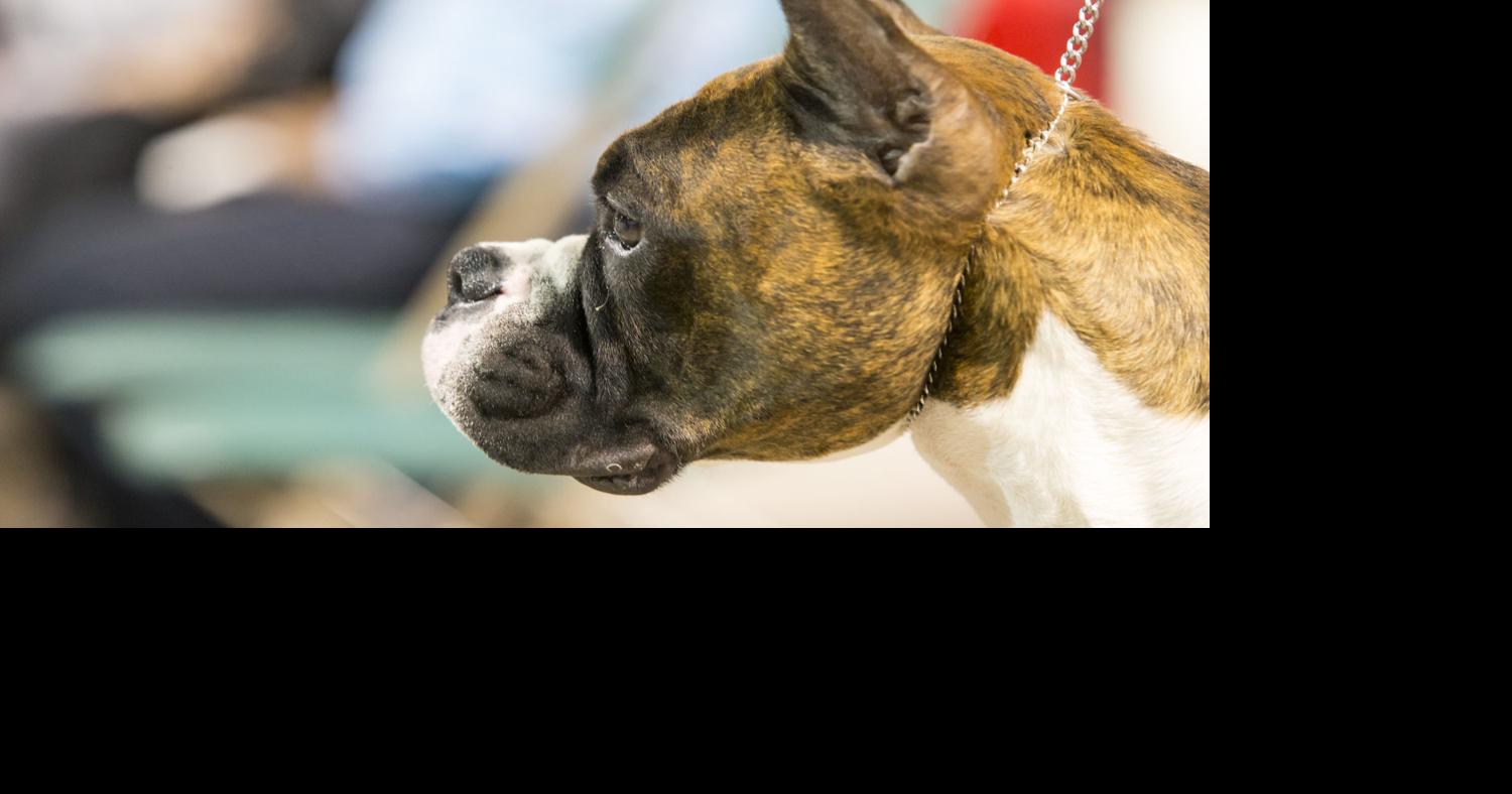 Scott County Kennel Club AKC Dog Show