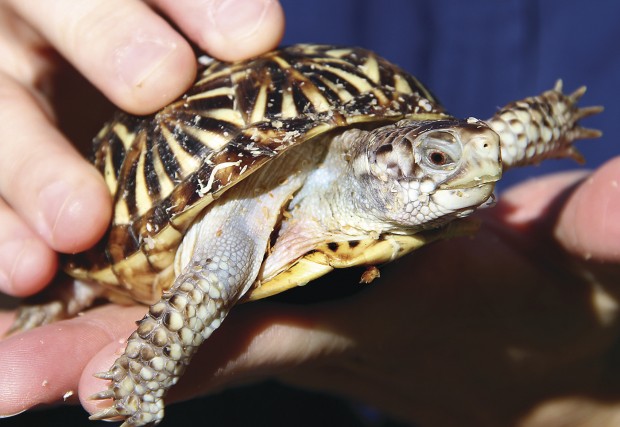 Box turtles raised at Niabi released in Illinois
