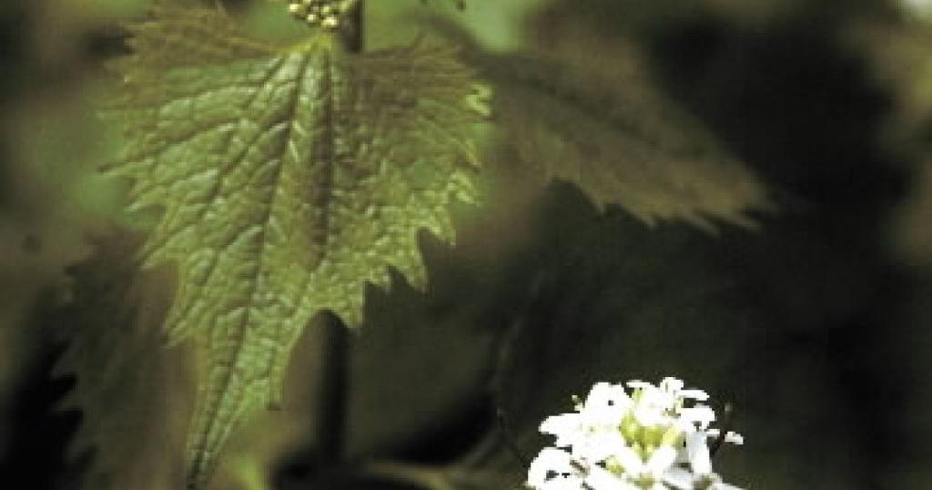 You can learn about invasive plants, insects