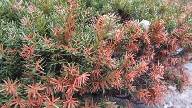 Give winter burned shrubs, trees time to grow out