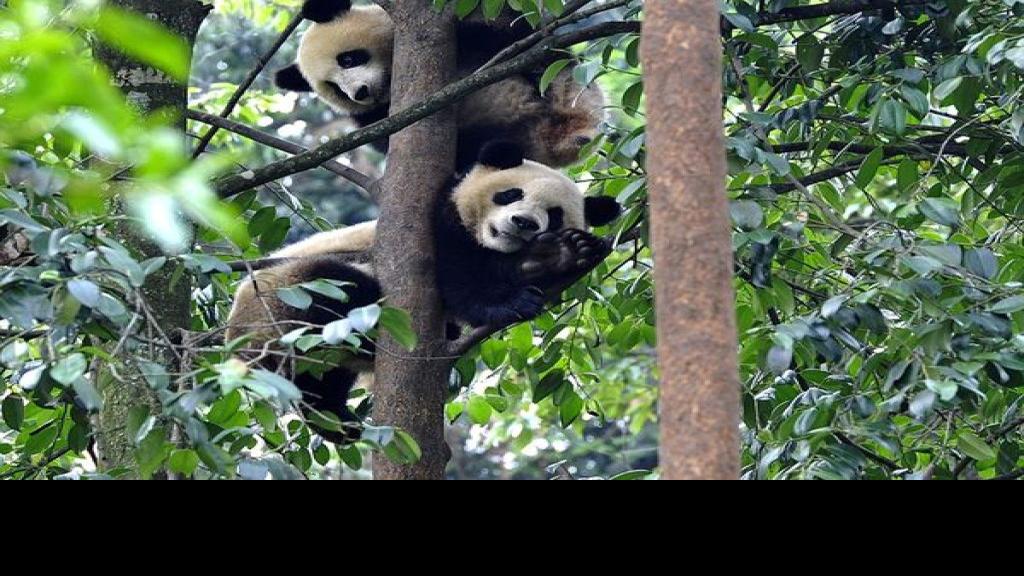'Pandas' a behind-the-scenes look at efforts to save cute subjects ...
