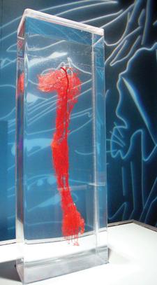 "Bodies Revealed" exhibit