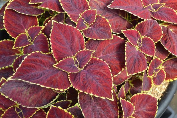 Colorful Coleus: They're a choice for gardens, containers