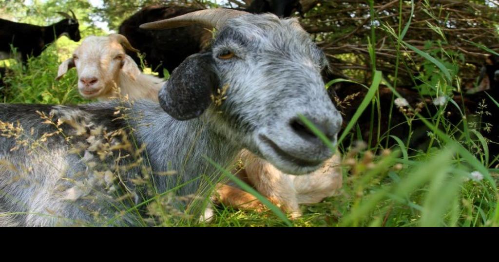 Goats cleaning up at Nahant Marsh