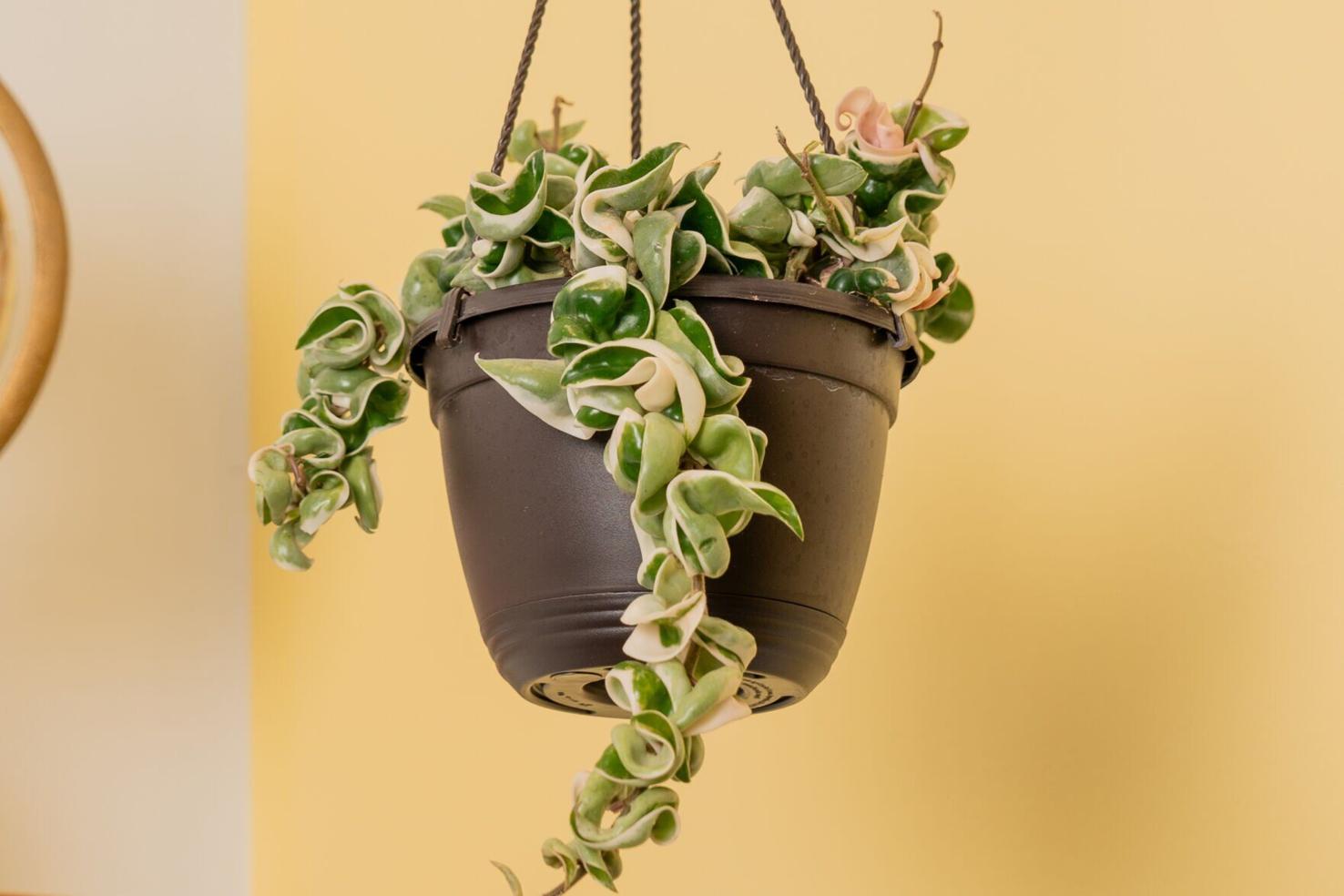 5 succulents that look good indoors year-round