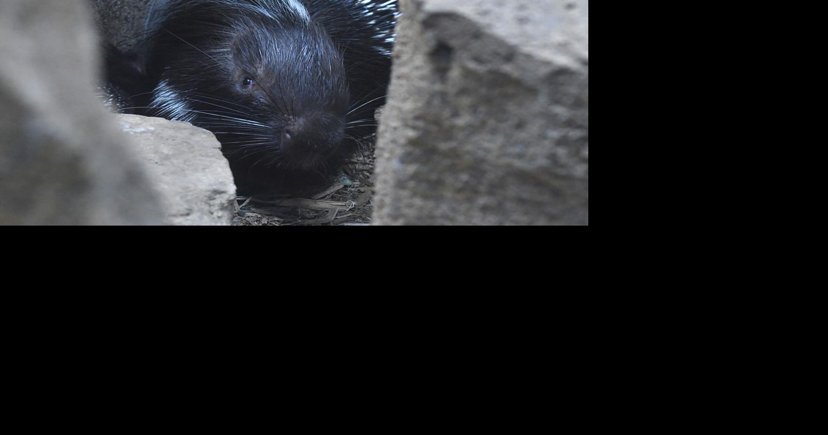Niabi Zoo celebrates birth of African Cape porcupine in the new year