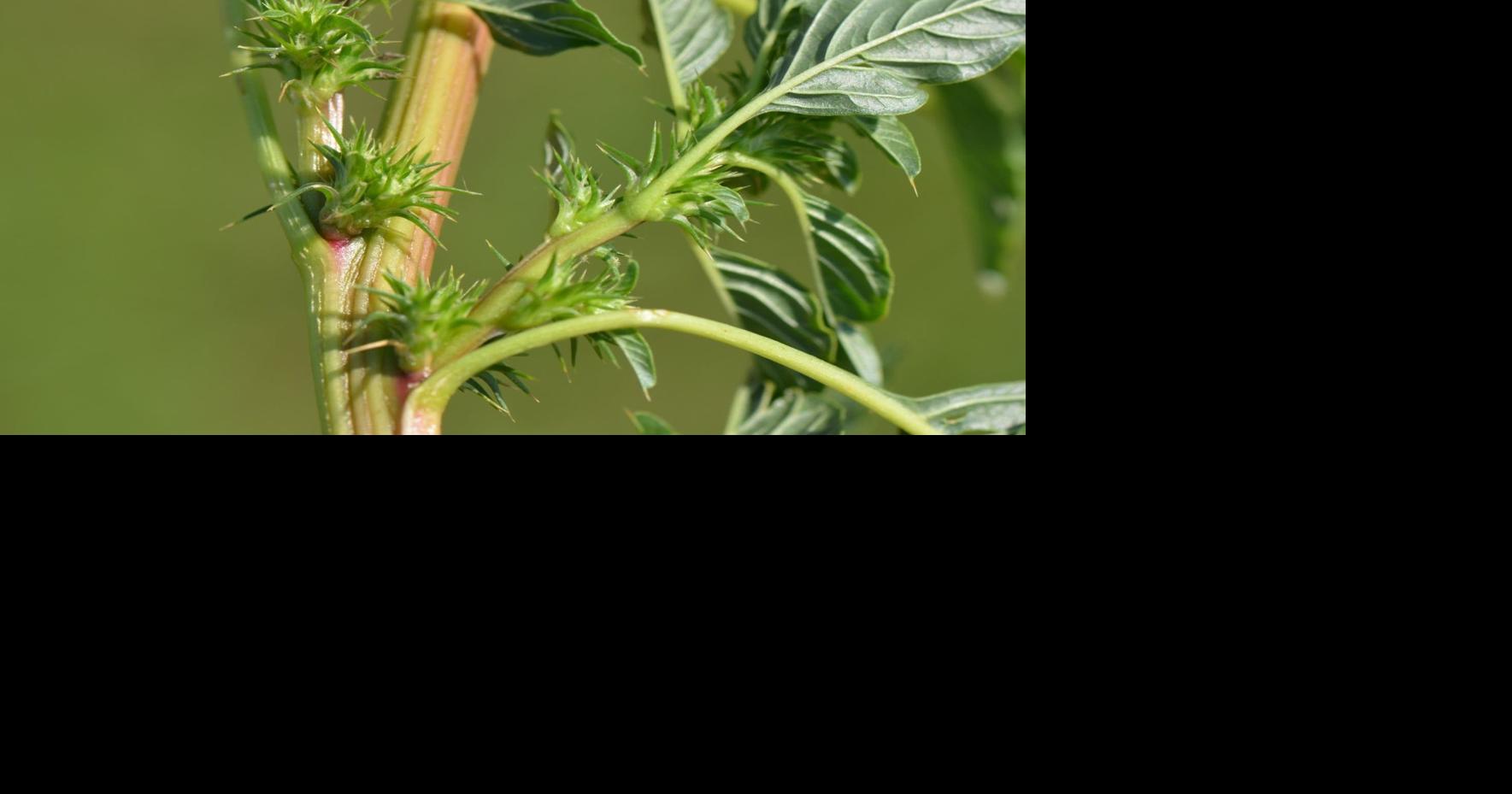 'Super weed' enters Scott County farmfields