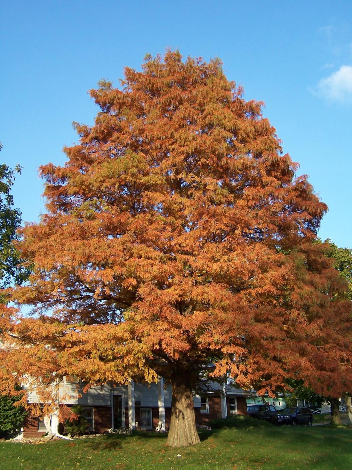 4 good choices for trees | Home & Garden | qctimes.com