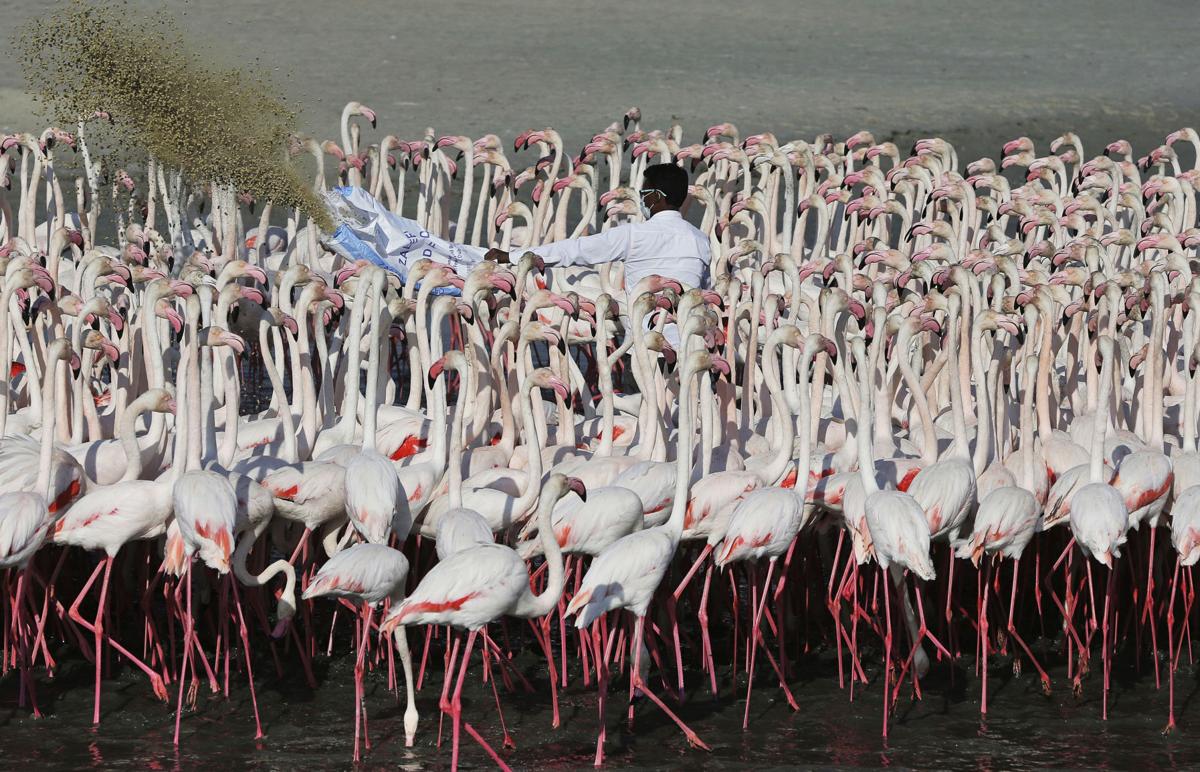 Photos: The flamingos of Dubai | World News | qctimes.com