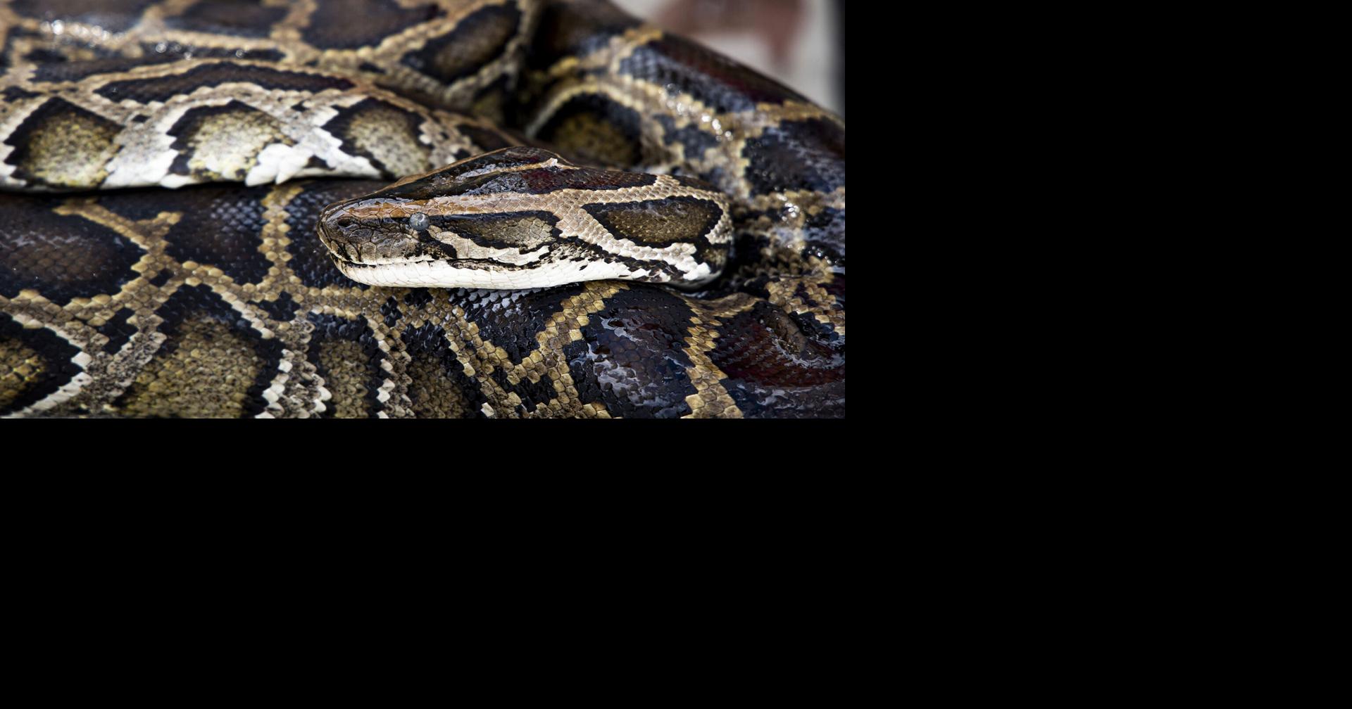 Snake hunters to wrangle invasive Burmese pythons in Florida