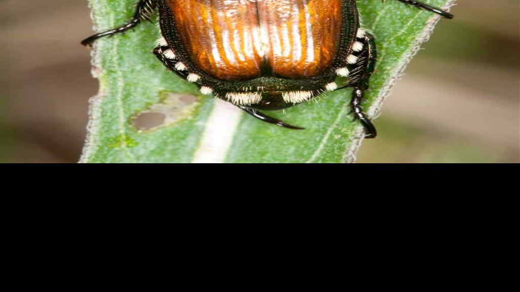 Japanese beetles have emerged: How to combat them | Home & Garden ...