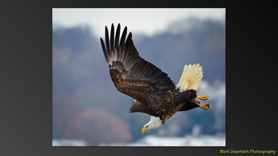 iconic bald eagle