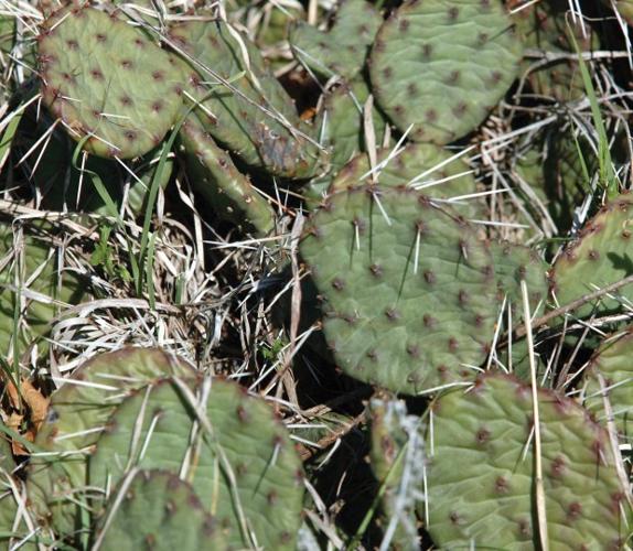 Sand prairie being restored near Thomson