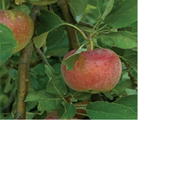 Yard and Garden: Examining Pollination in Apple Trees
