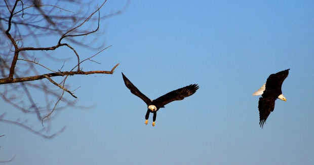 Eagle-watching events pack calendar in January, February