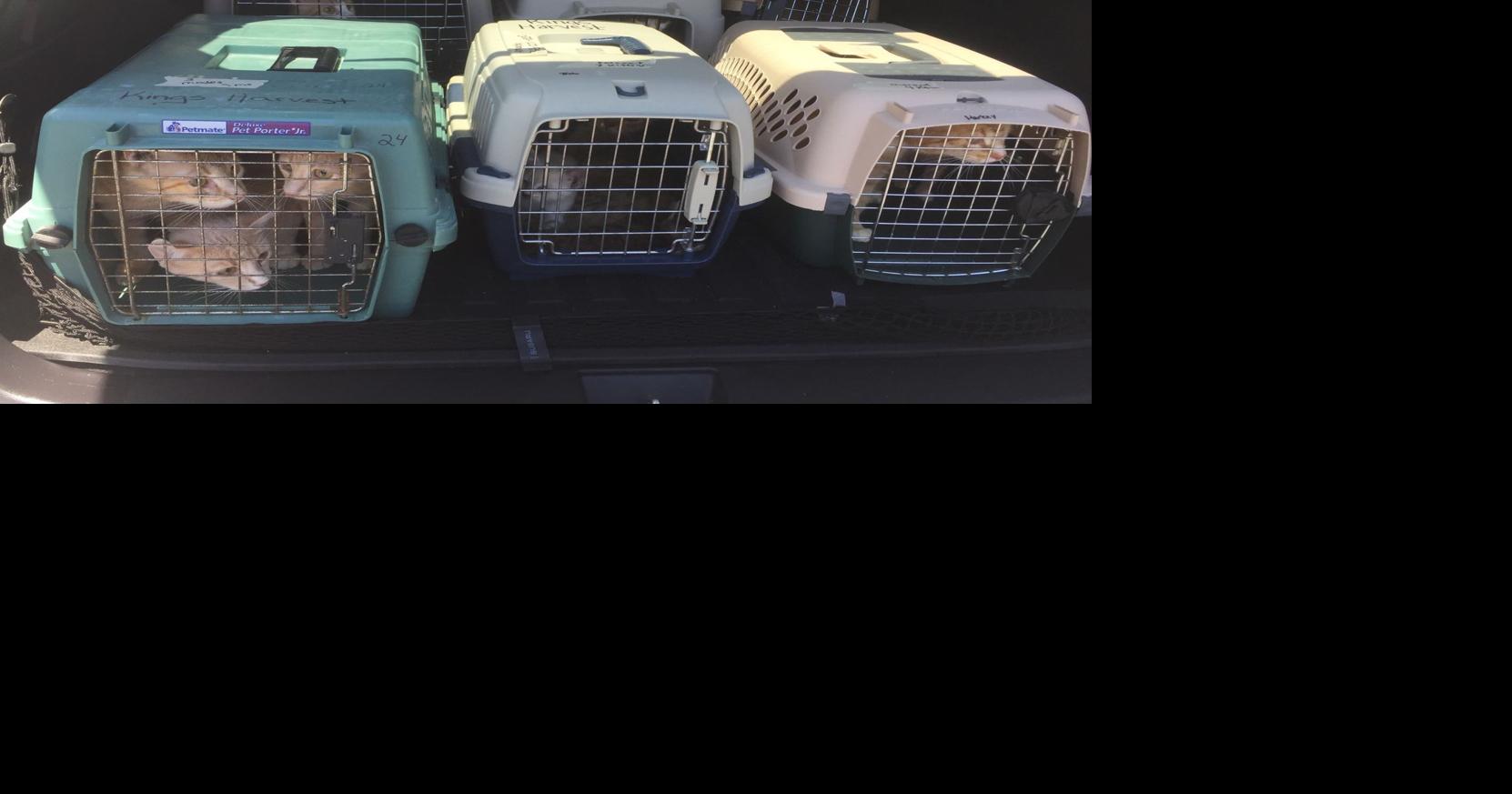 Ickes: Another cat-hoarding case