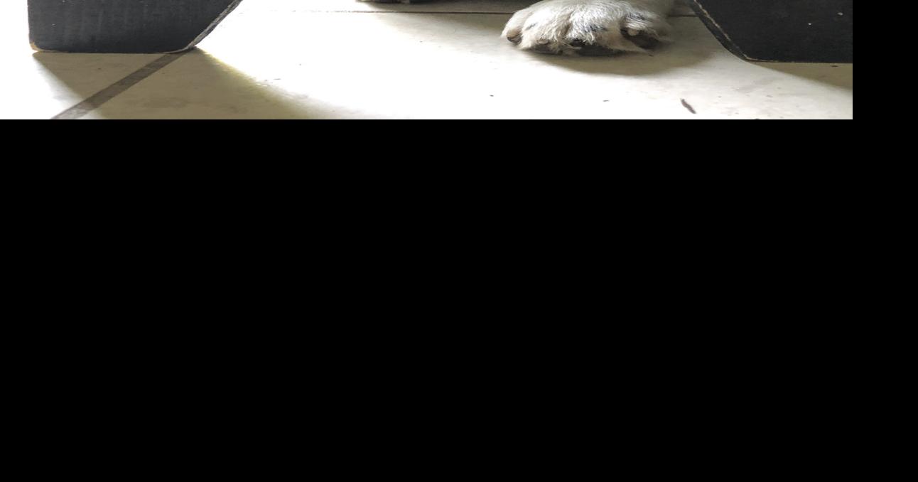 Does Fido fear the Fourth? Here's how to calm him down