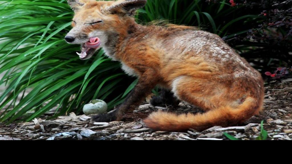 Brunch for hungry fox | Local News | qctimes.com