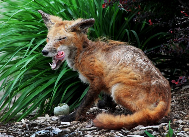 A young malnourished Fox makes a meal of a bird egg. As captured by ...