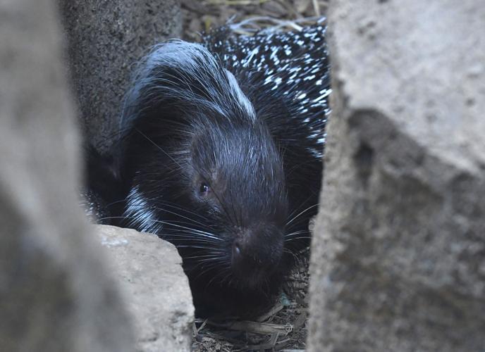 Niabi Zoo celebrates birth of African Cape porcupine in the new year