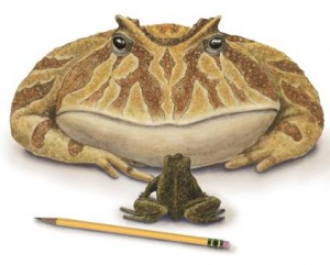 Scientists discover fossil of bowling ball-sized 'Devil Toad'