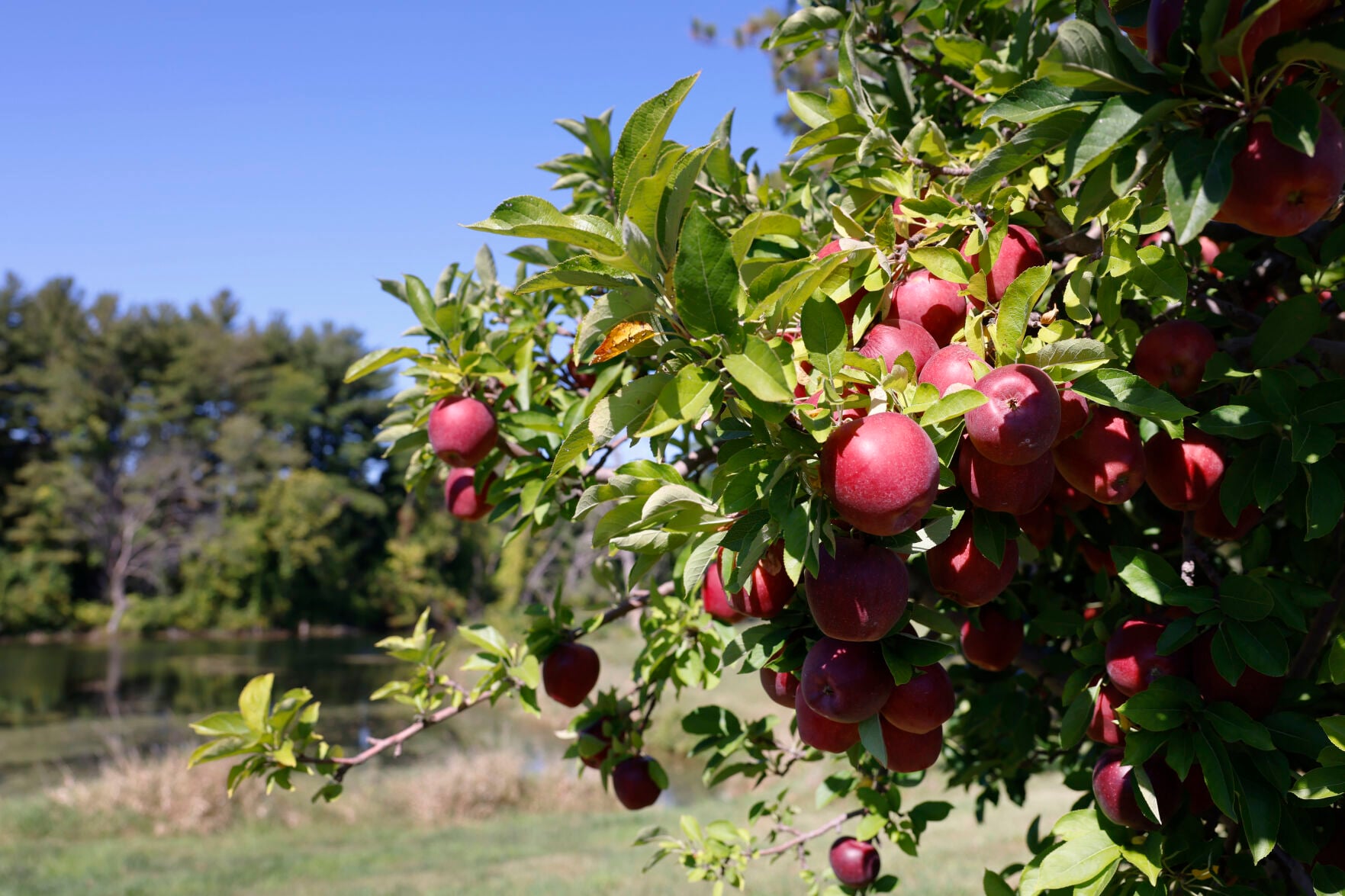 Hampton Stone's Apple Barn orchard