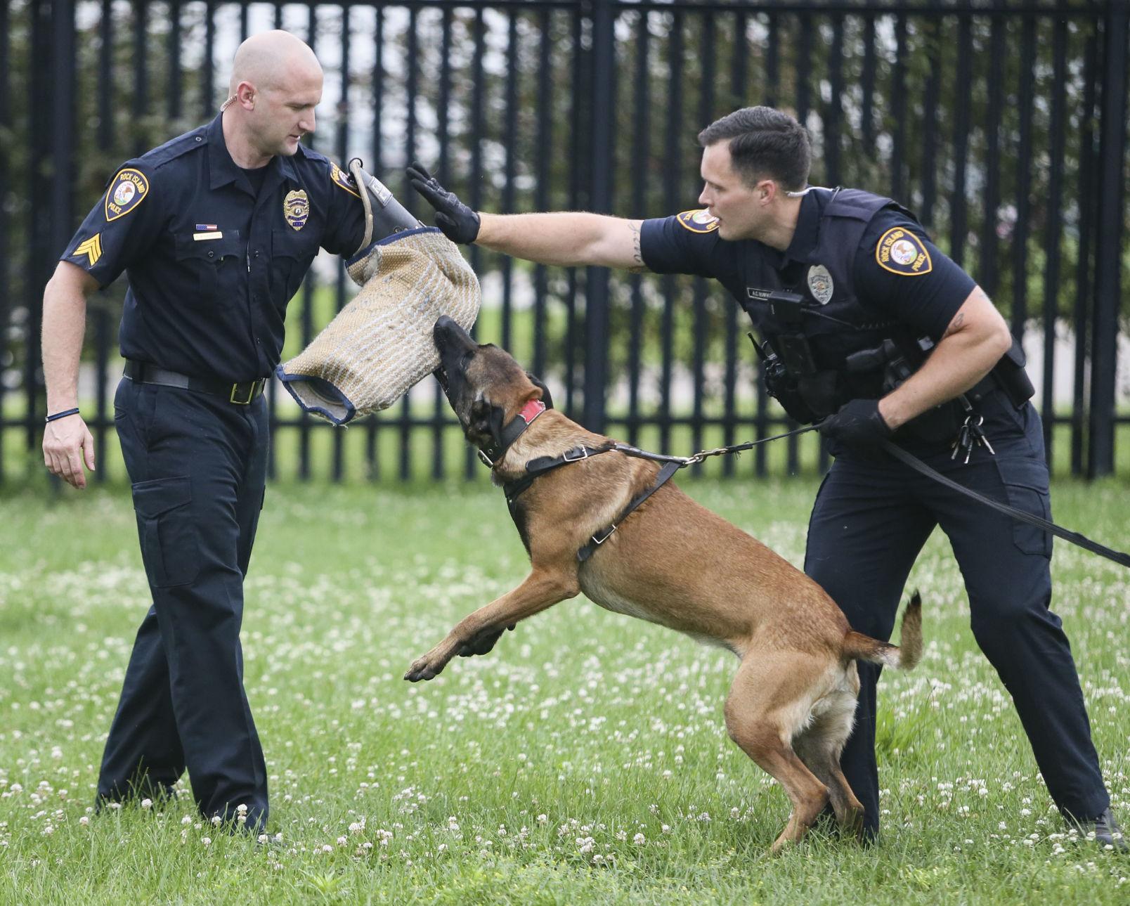 Photos: Rock Island police department has a new K9 officer