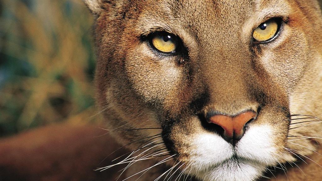 Illinois Looks At Changing Exotic Animal Laws Illinois News Qctimes illinois-looks-at-changing-exotic-animal-laws-illinois-news-qctimes