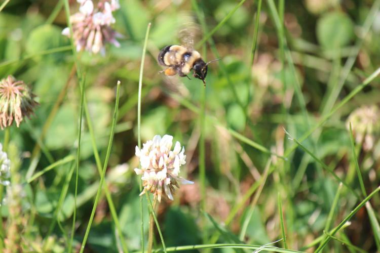 Endangered Rusty Patched Bumble Bees spotted at Illiniwek Forest Preserve