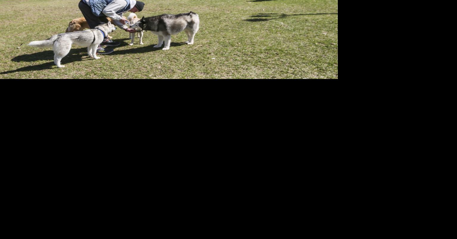 Bettendorf to reopen dog park after respiratory illness