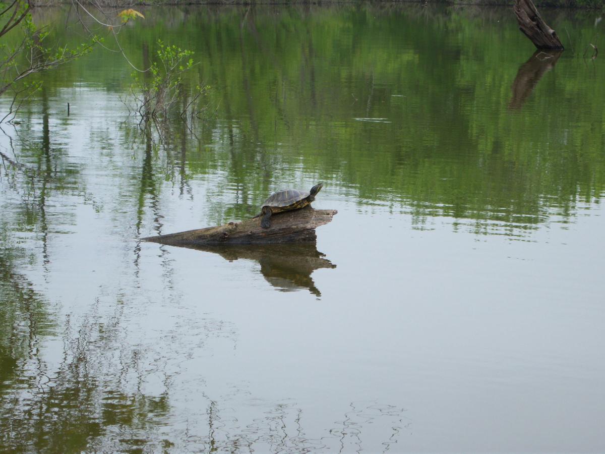 Galusha: Learn to spot natural fish locators