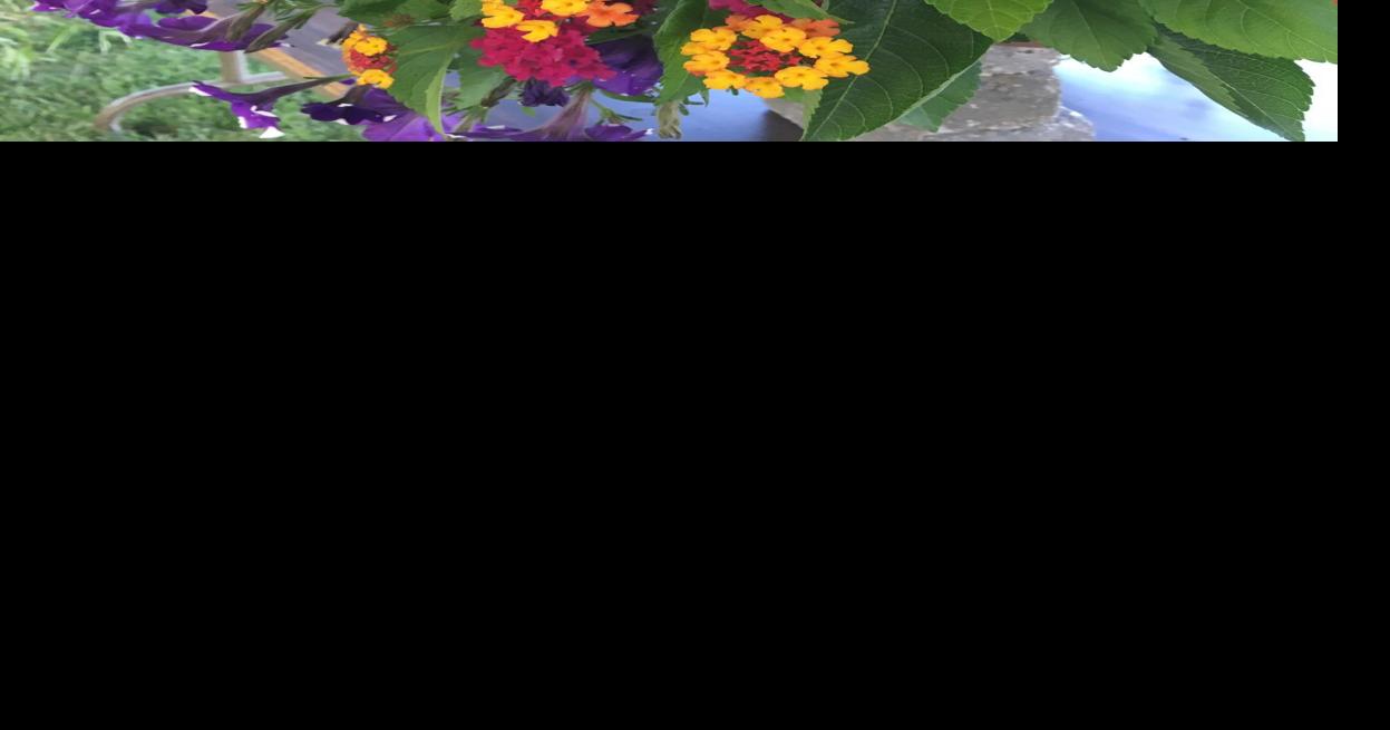 A colorful choice: Compact varieties of lantana bring punch to containers