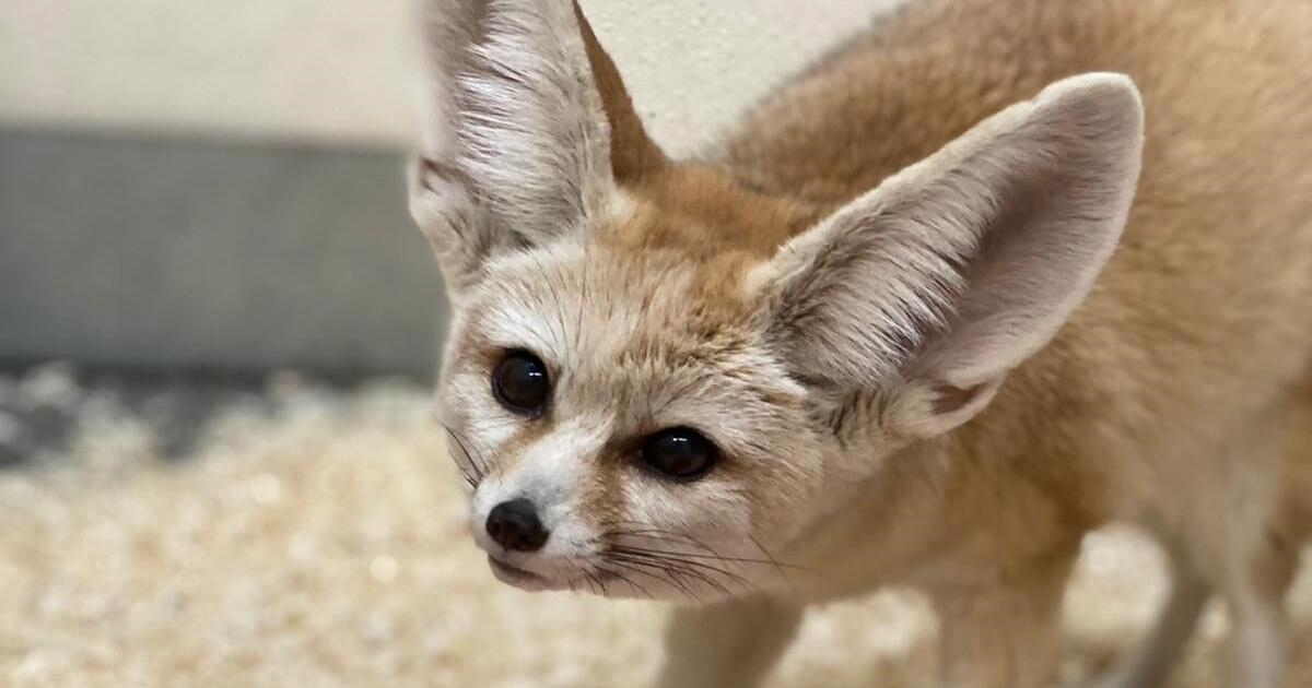 Niabi Zoo announces birth of fennec fox kits