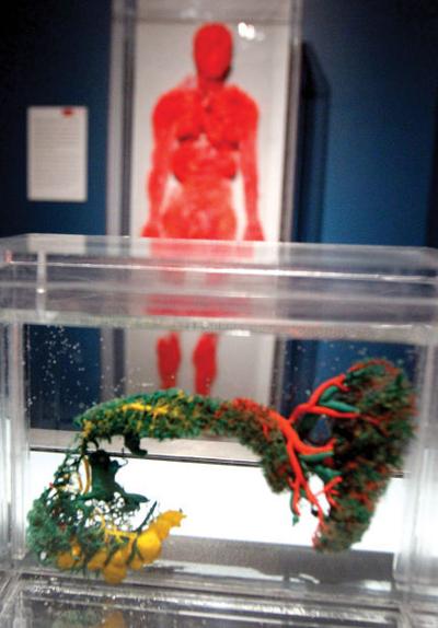 "Bodies Revealed" exhibit