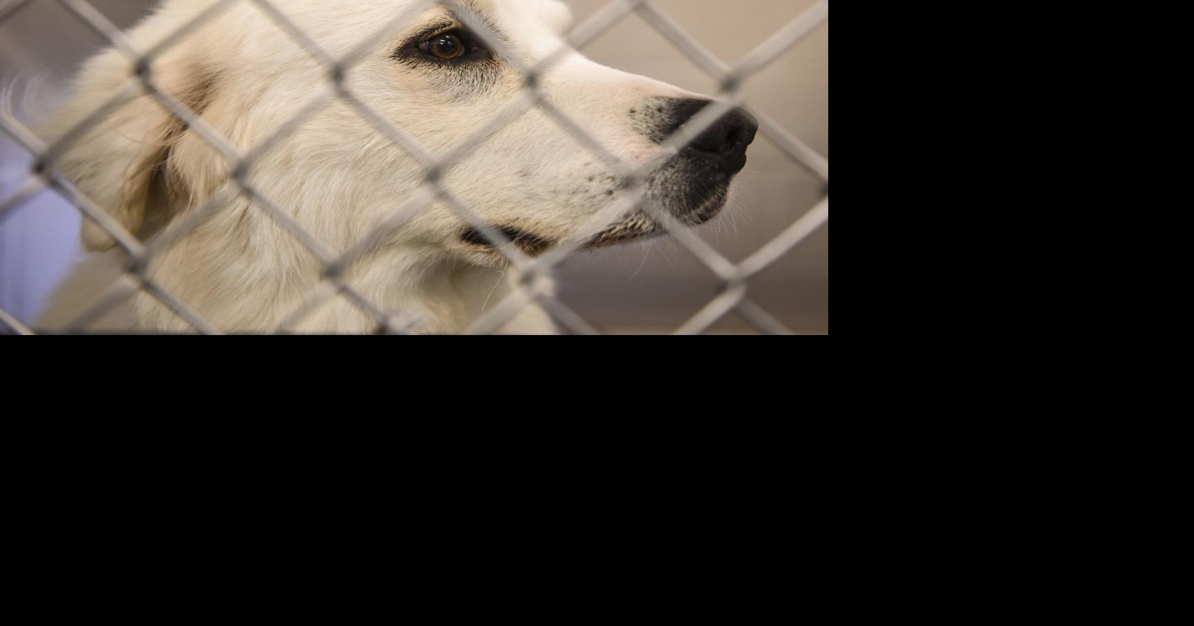 New Illinois kennel safety law could save pets' lives, and cost kennel ...
