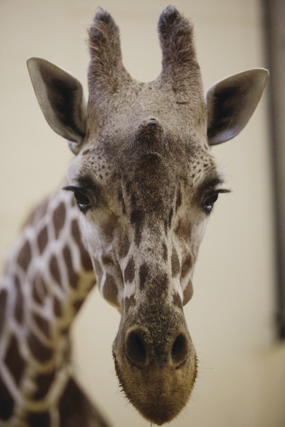 Baby giraffe has big day at Niabi Zoo | Local News | qctimes.com